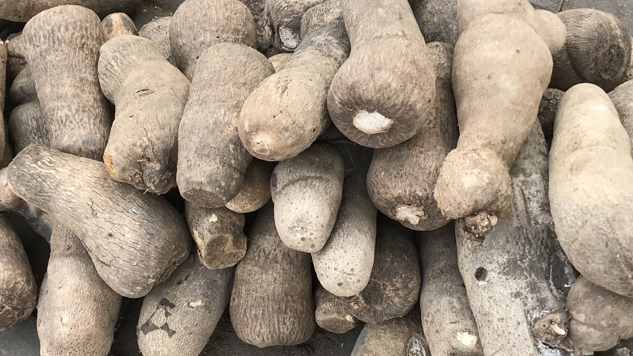 Post-Harvest Losses Of Vegetables, Yam In Ghana Estimated At $1.9bn ...